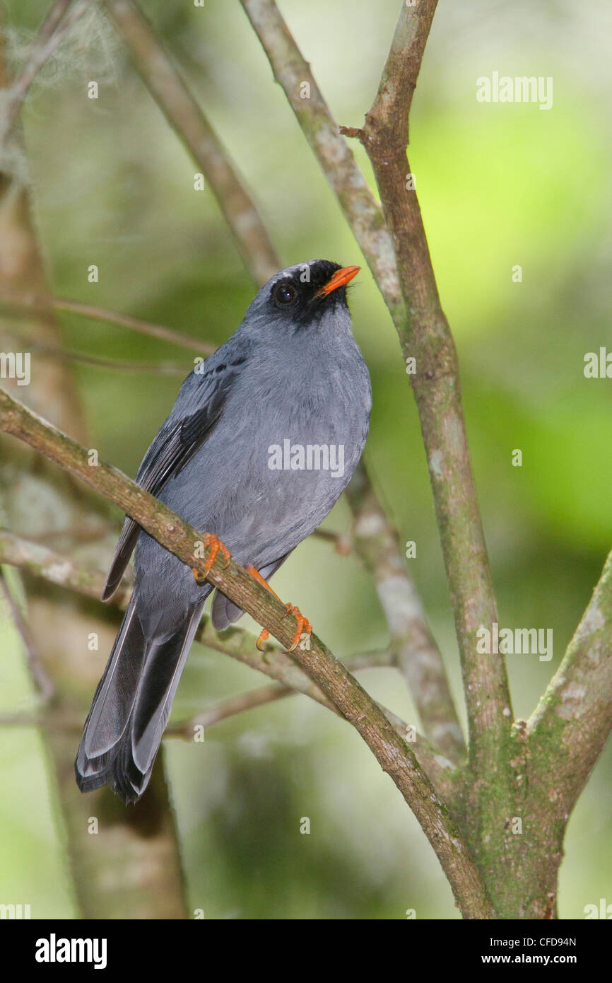 Schwarzgesichtiger solitaire myadestes melanops -Fotos und ...