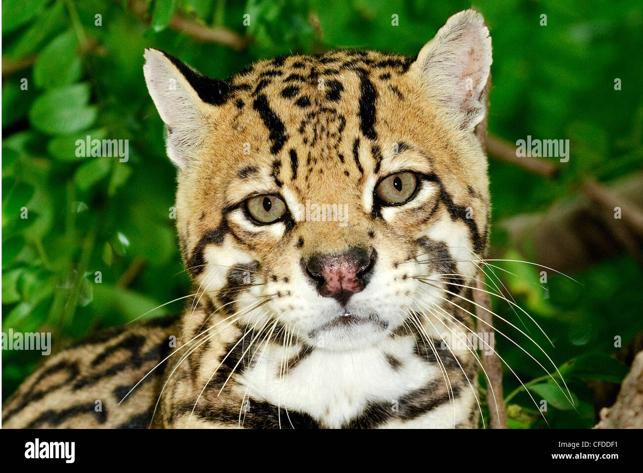 Ozelot suchen -Fotos und -Bildmaterial in hoher Auflösung – Alamy