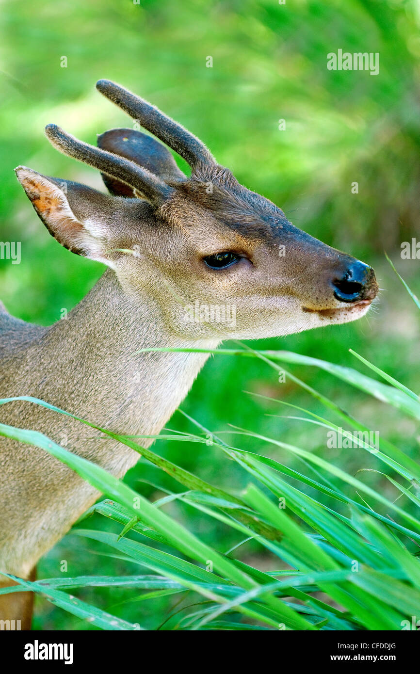 Hirsch profil -Fotos und -Bildmaterial in hoher Auflösung – Alamy