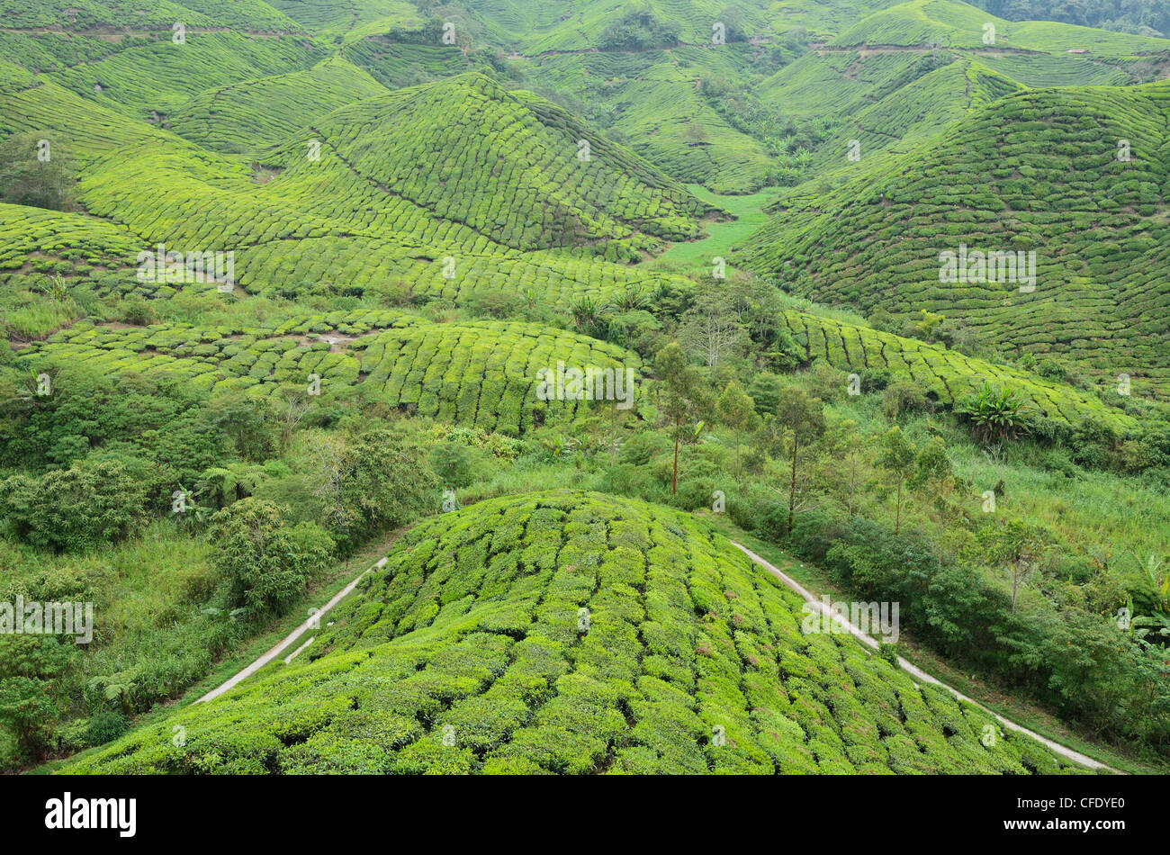 Malaysia teeplantagen -Fotos und -Bildmaterial in hoher Auflösung – Alamy