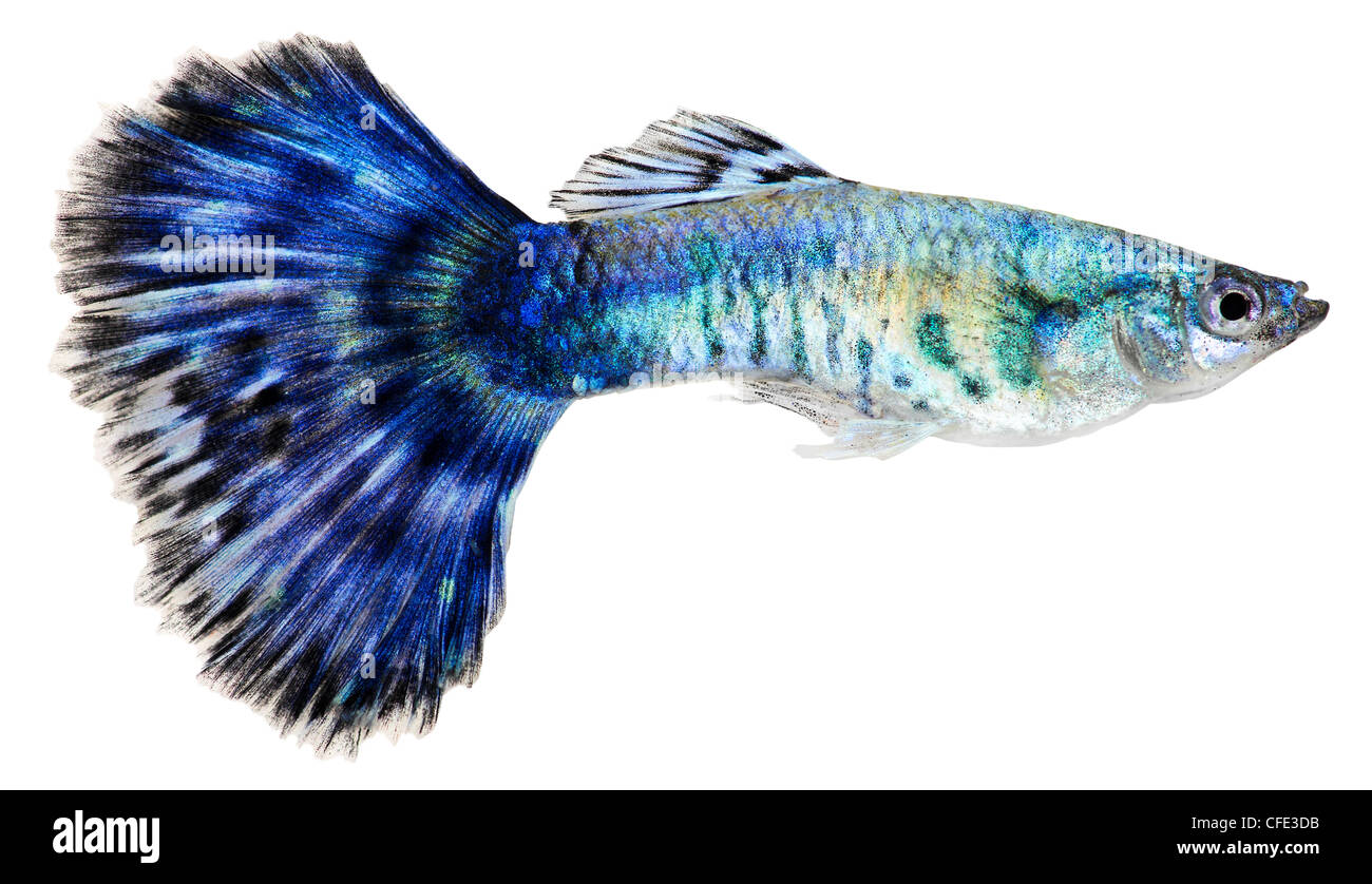 Blaue Guppy Fische isoliert auf weißem Hintergrund (Poecilia Reticulata ...