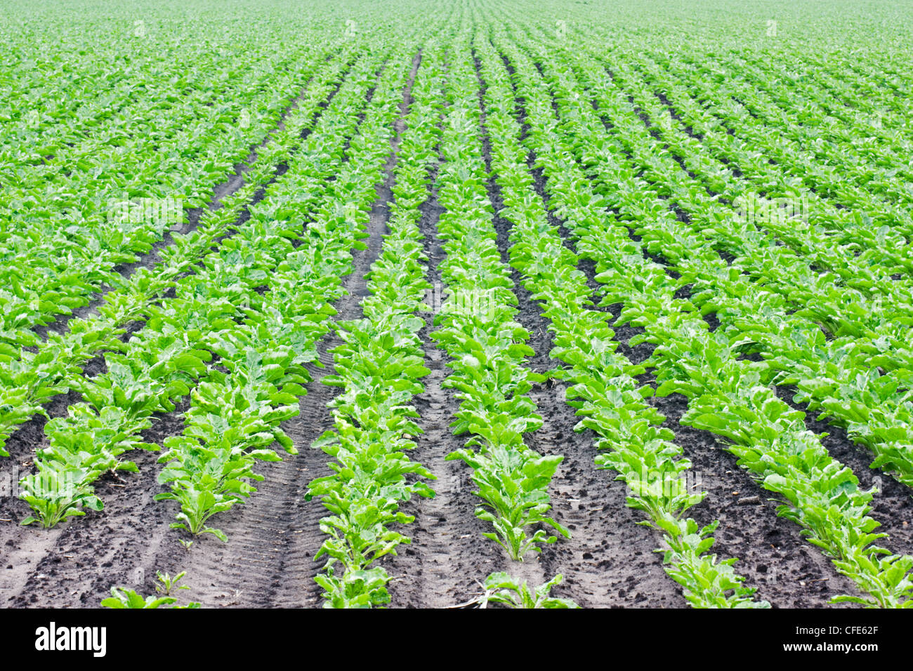A sugar beet field -Fotos und -Bildmaterial in hoher Auflösung – Alamy