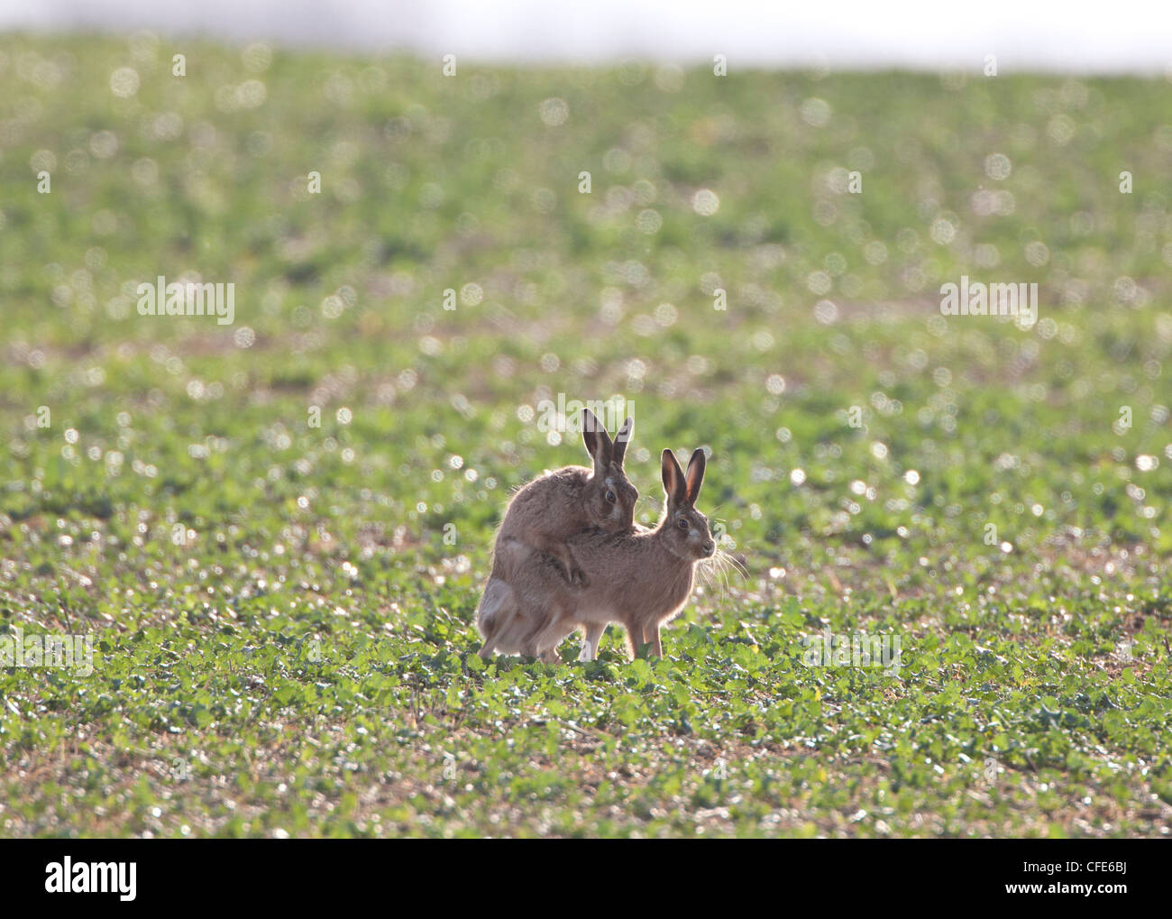 Braune hasen paarung -Fotos und -Bildmaterial in hoher Auflösung – Alamy