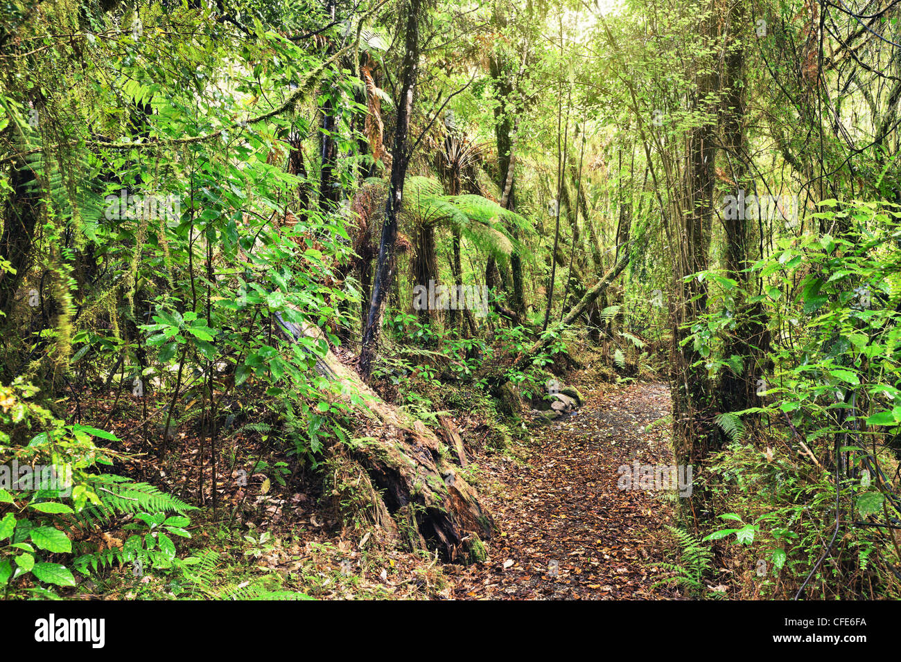 Native bush -Fotos und -Bildmaterial in hoher Auflösung – Alamy