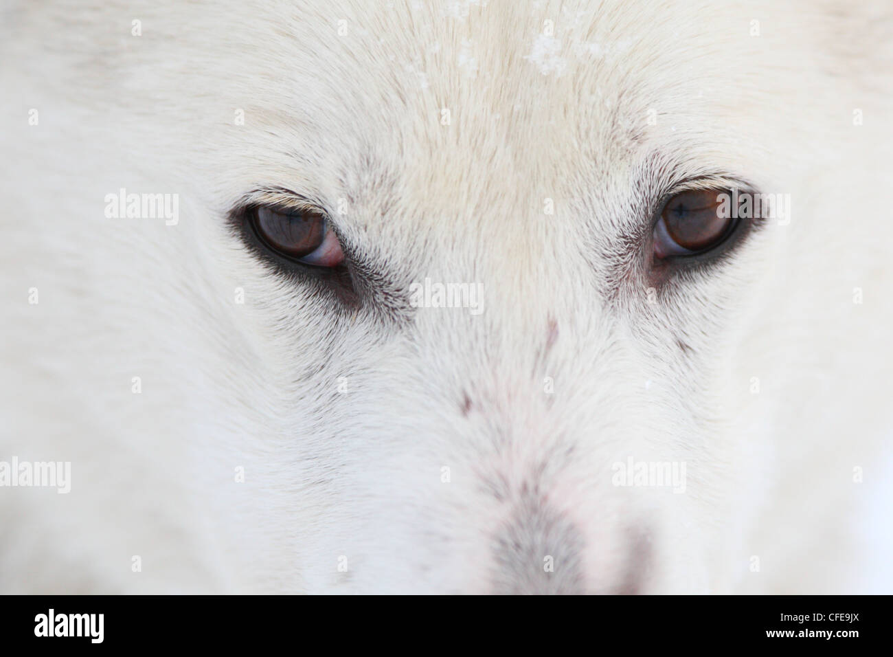 Siberian husky laika -Fotos und -Bildmaterial in hoher Auflösung – Alamy