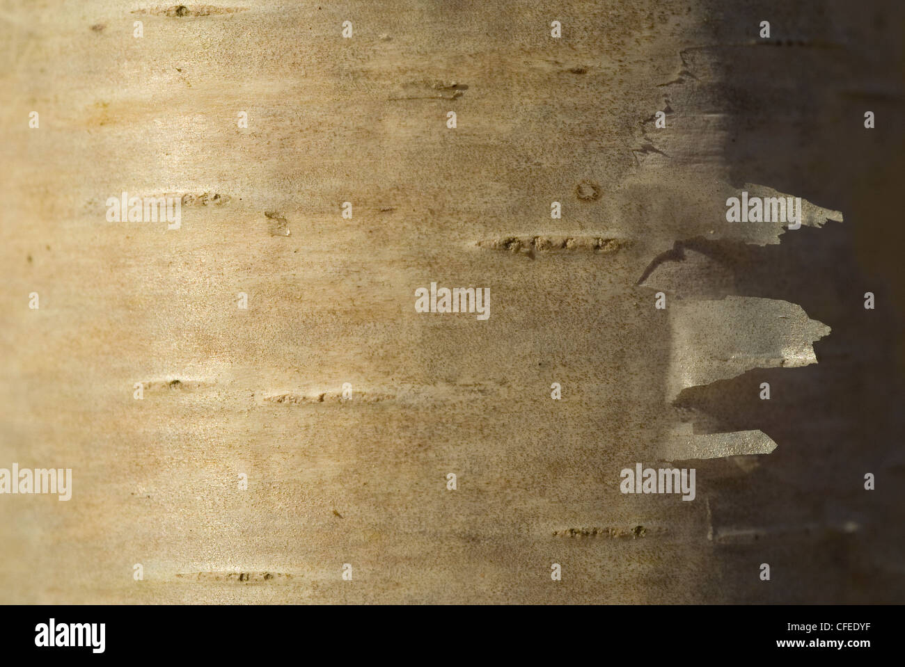 Baumrinde populus alba -Fotos und -Bildmaterial in hoher Auflösung – Alamy