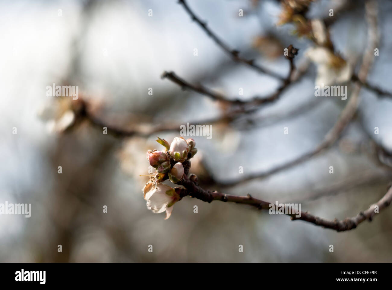 Almond Blossom Sicily Stockfotos und -bilder Kaufen - Alamy