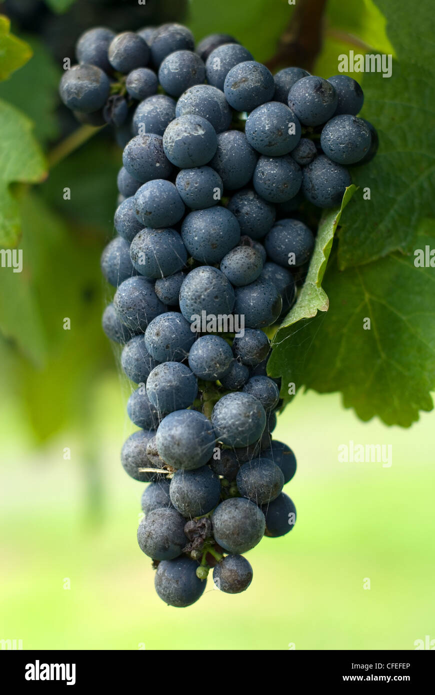 Sauvignon trauben -Fotos und -Bildmaterial in hoher Auflösung – Alamy
