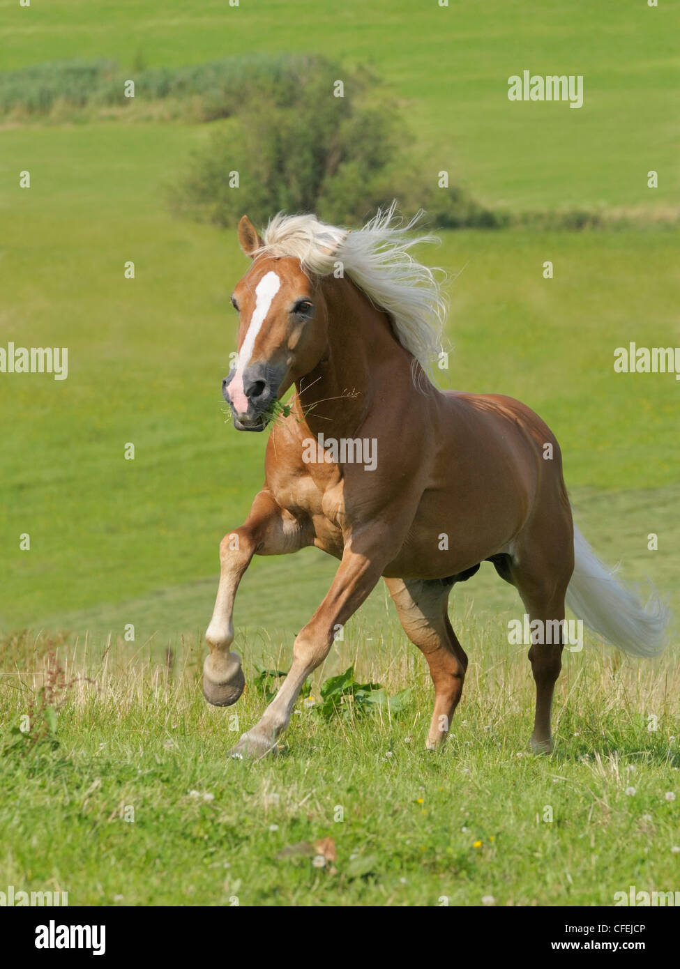 Tier galopp galopp feld haflinger pferd -Fotos und -Bildmaterial in hoher Auflösung – Alamy