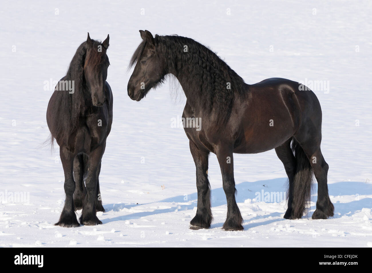 Zwei Friesenpferde im winter Stockfotografie - Alamy