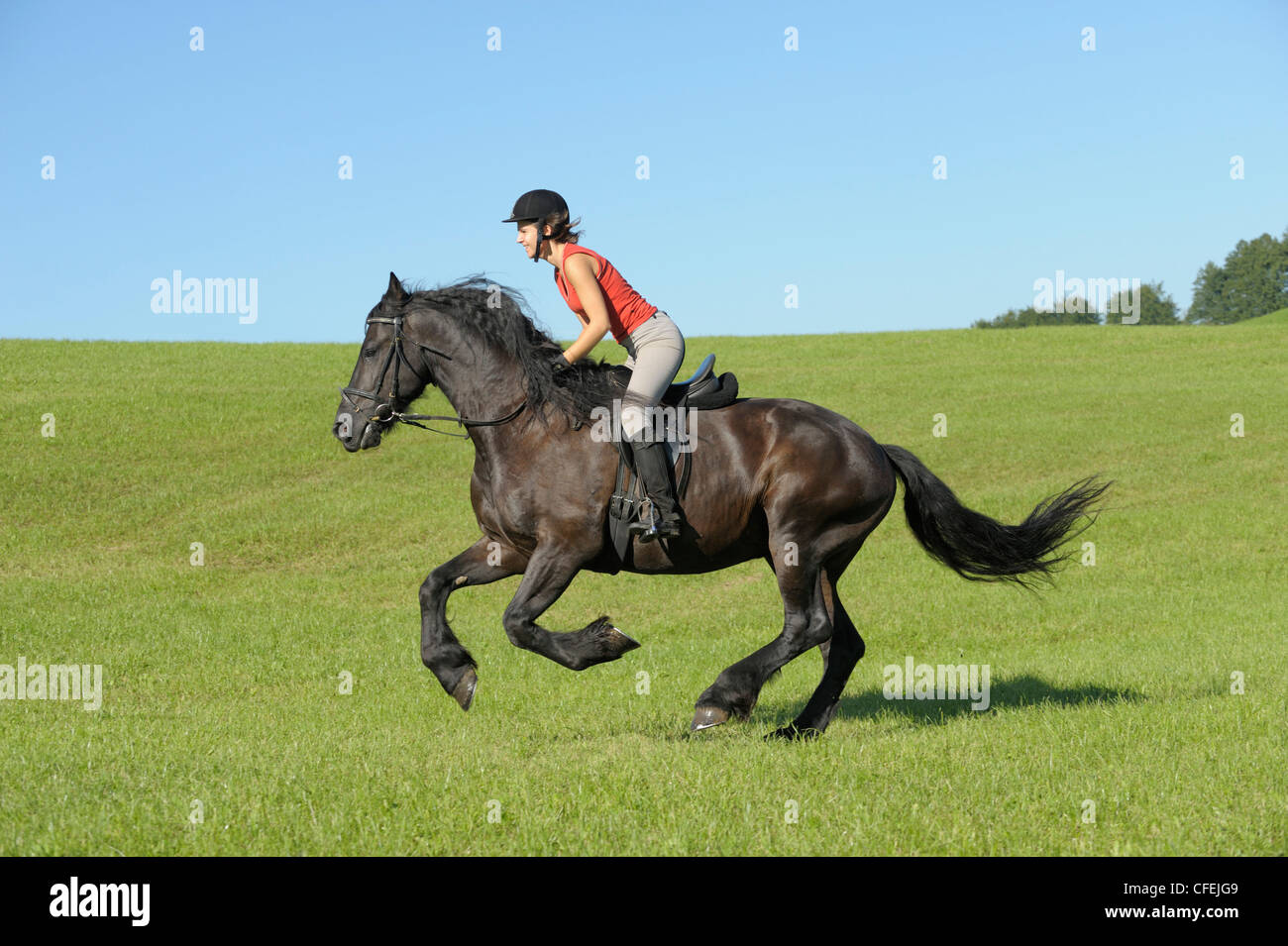 Friesenpferd mit reiter -Fotos und -Bildmaterial in hoher Auflösung – Alamy