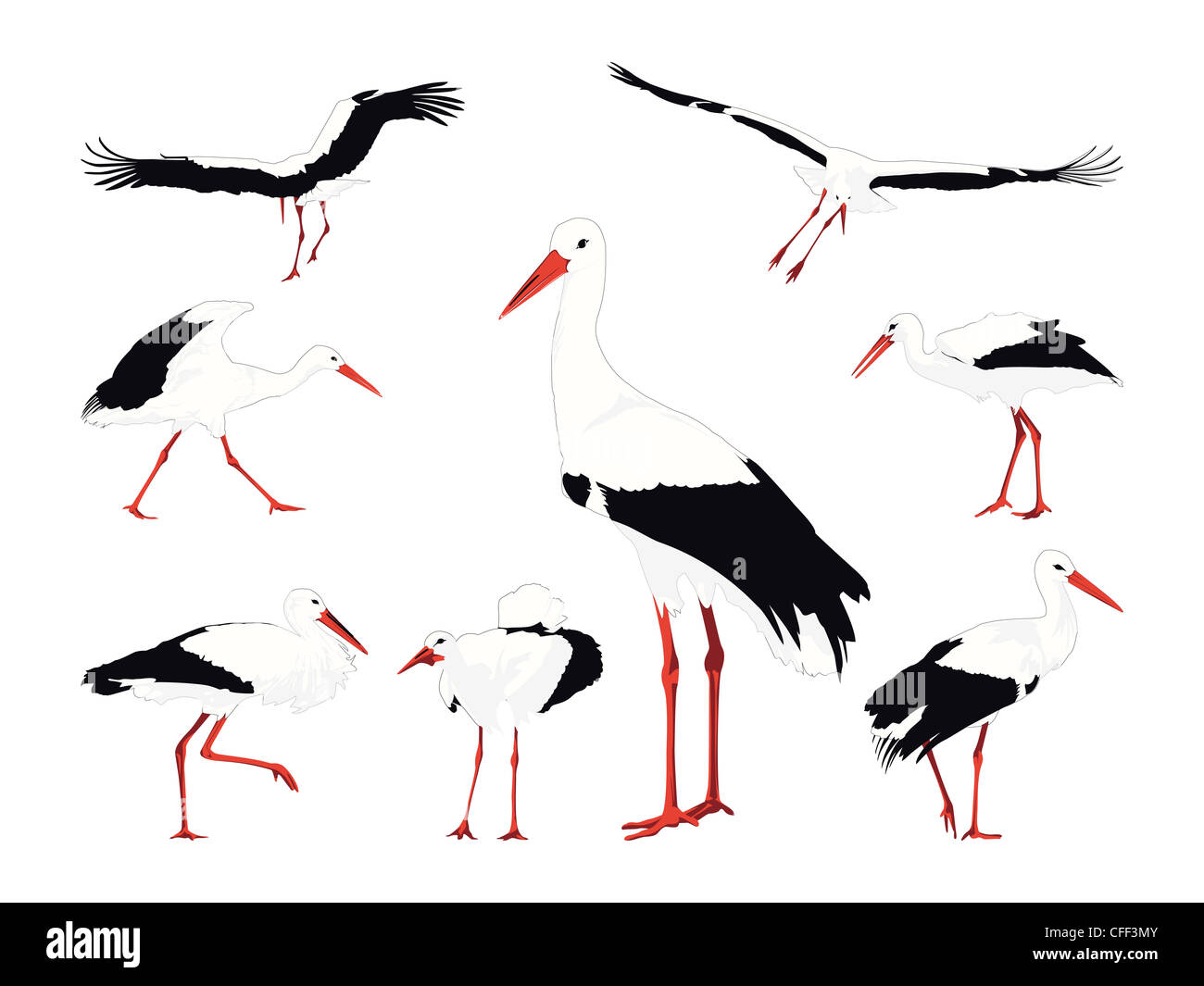 Storch zeichnung -Fotos und -Bildmaterial in hoher Auflösung – Alamy