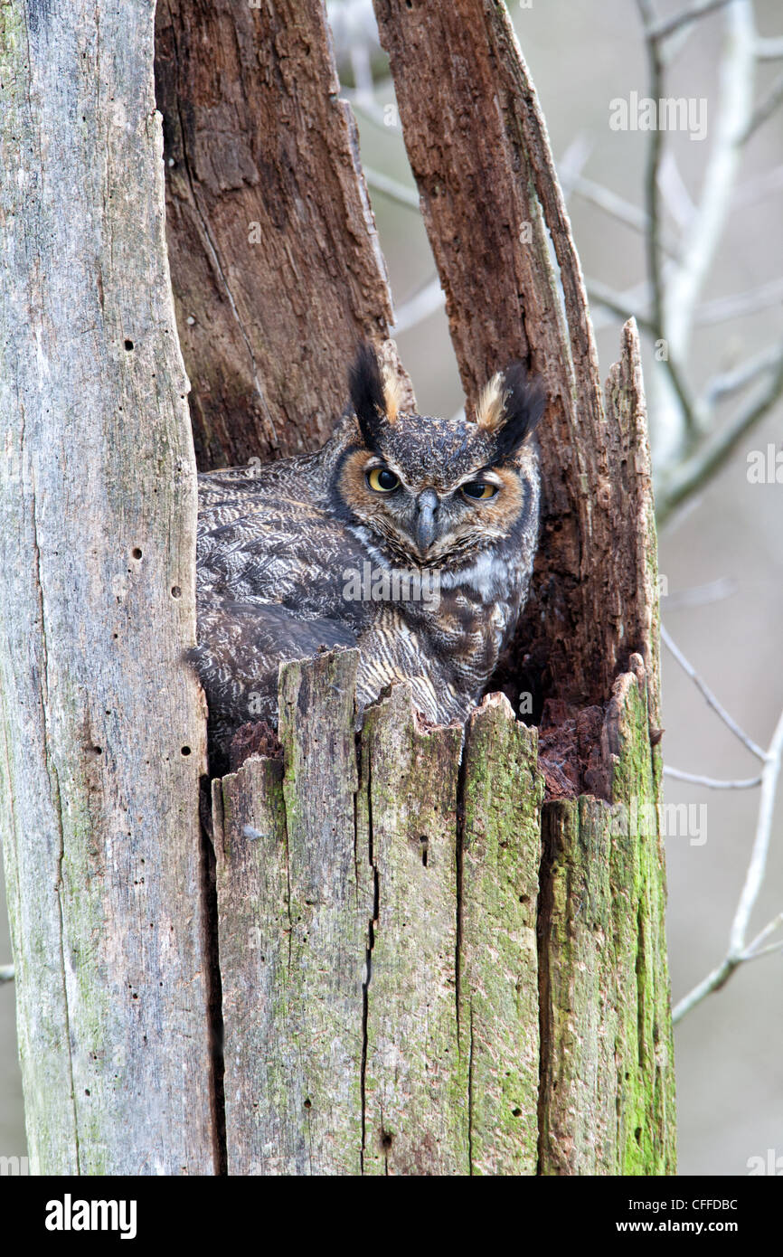 Owl Nest Stockfotos und -bilder Kaufen - Alamy