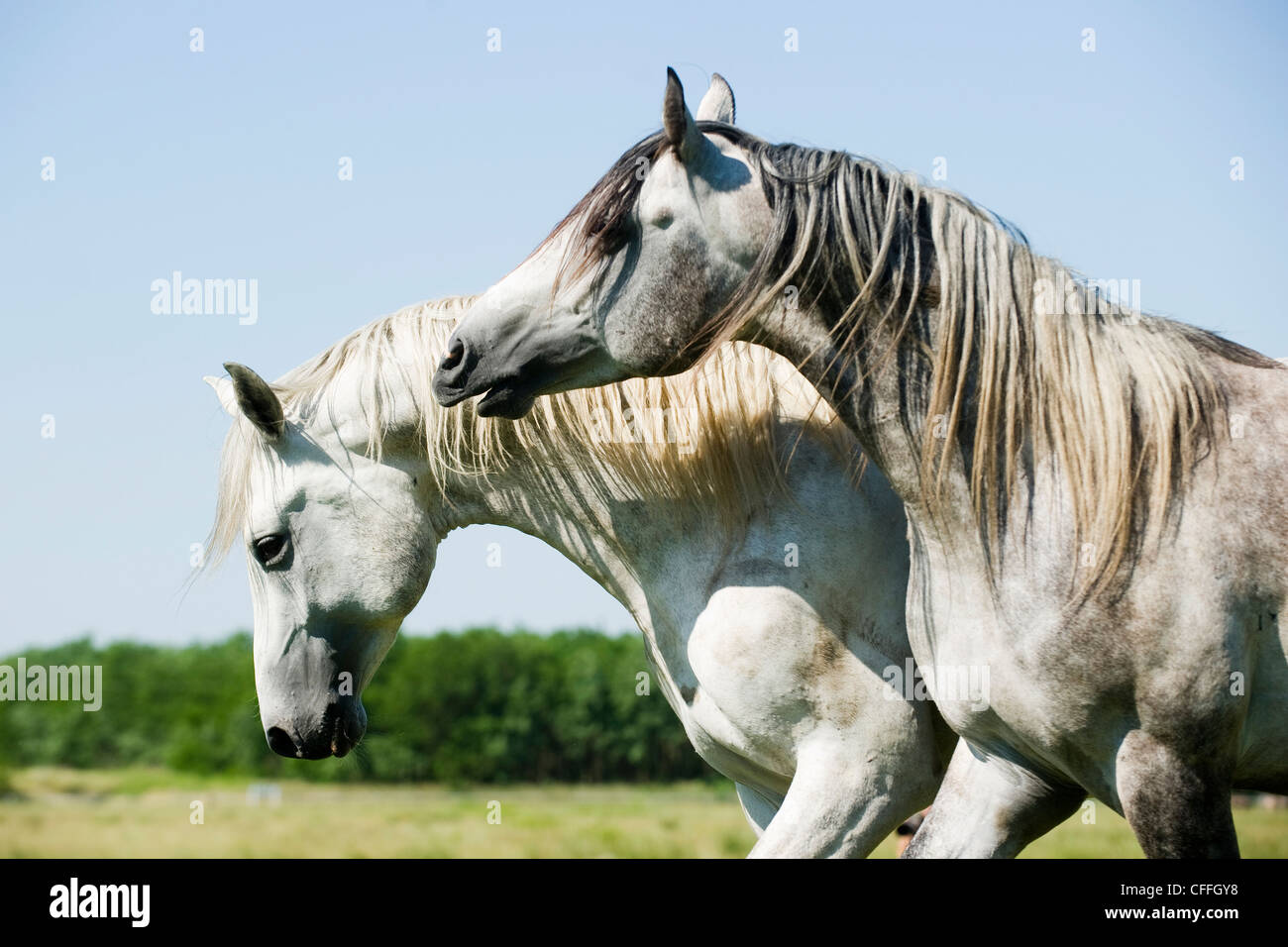 Shagya arabische pferde -Fotos und -Bildmaterial in hoher Auflösung – Alamy
