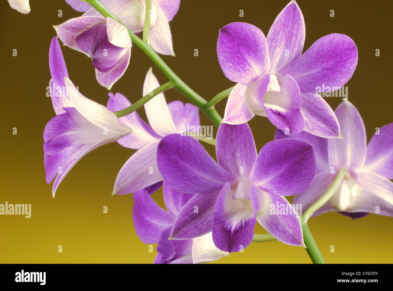Orchidee dendrobium blume -Fotos und -Bildmaterial in hoher Auflösung ...