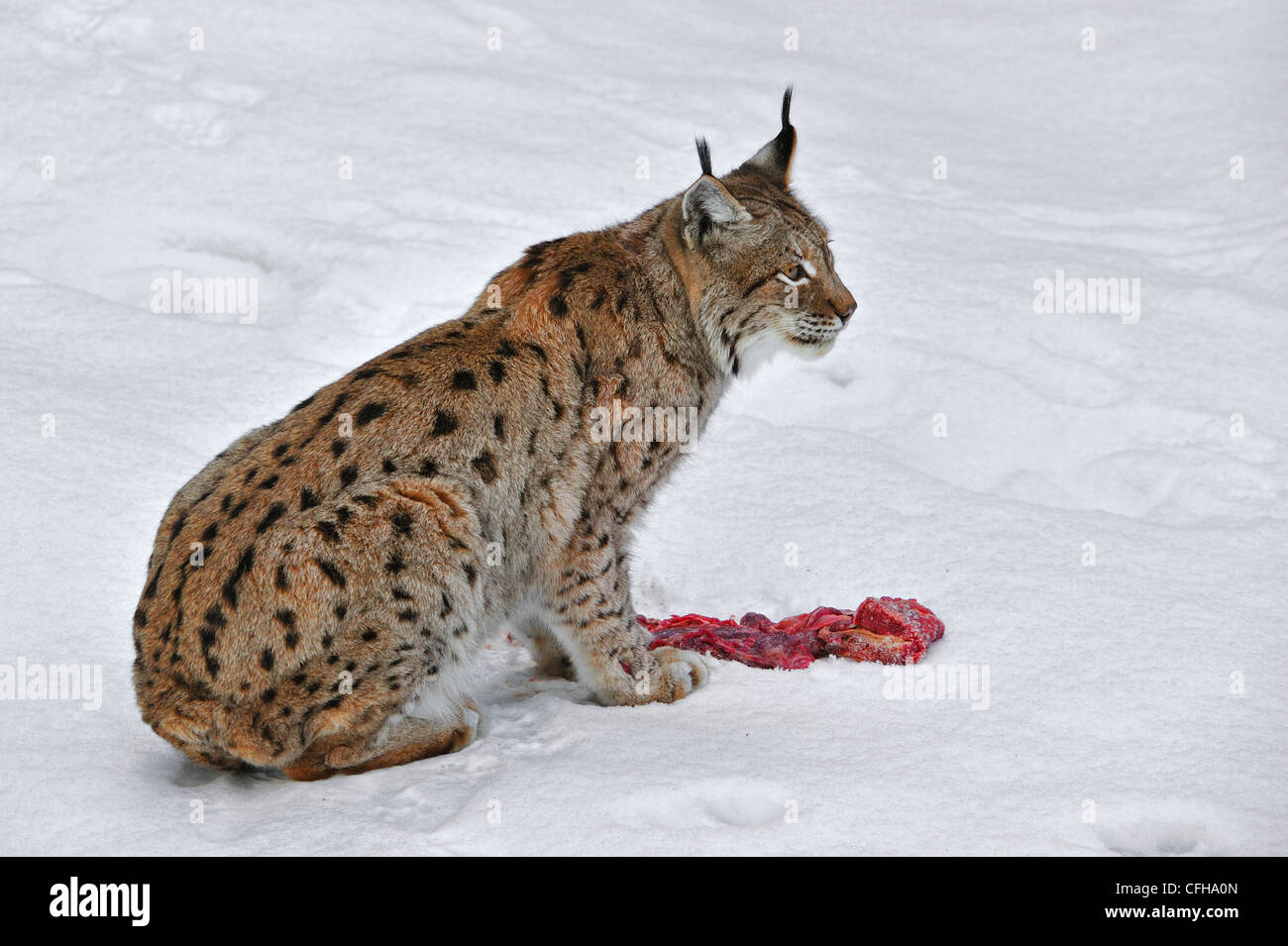 Eurasischer Luchs (Lynx Lynx) Fleischessen im Schnee im Winter ...