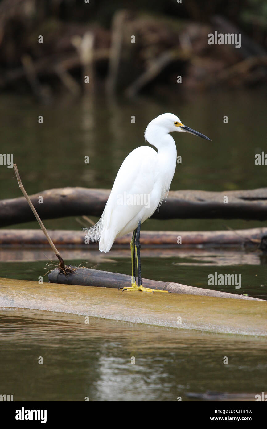 Snowy Reiher stehen auf einem Baumstamm in Tortuguero Kanal westlich ...