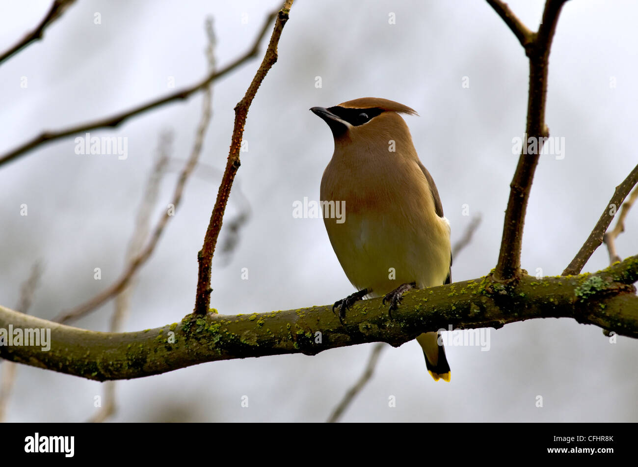 Sitzender vogel foto -Fotos und -Bildmaterial in hoher Auflösung – Alamy