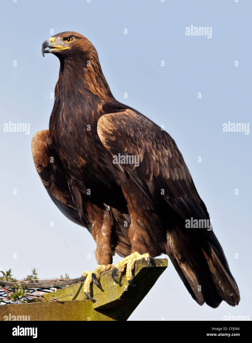 Steinadler (Aquila Chrysaetos Stockfotografie - Alamy