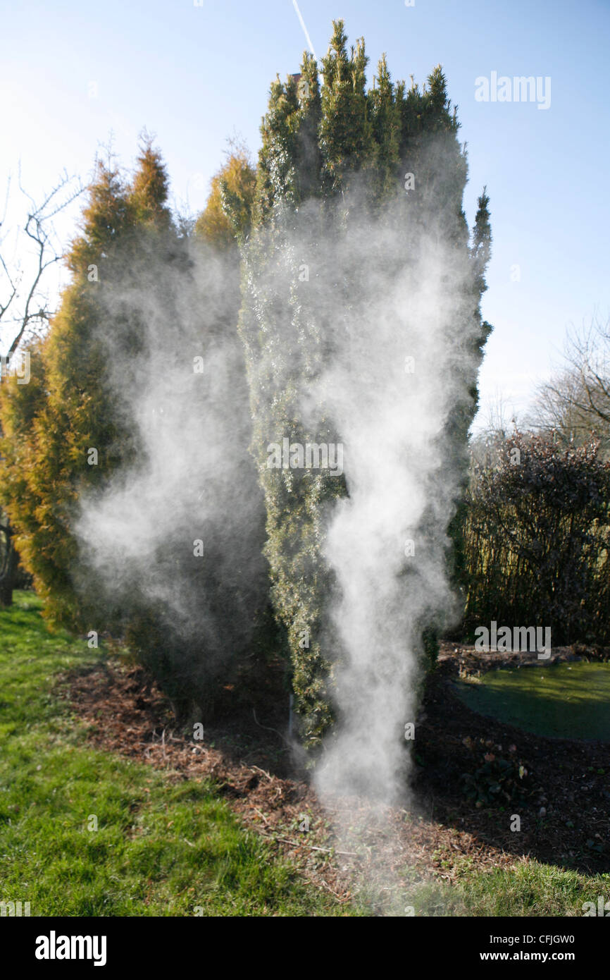Spektakuläre und erstaunliche Eruption von Pollen aus dem Taxus Baccata ...