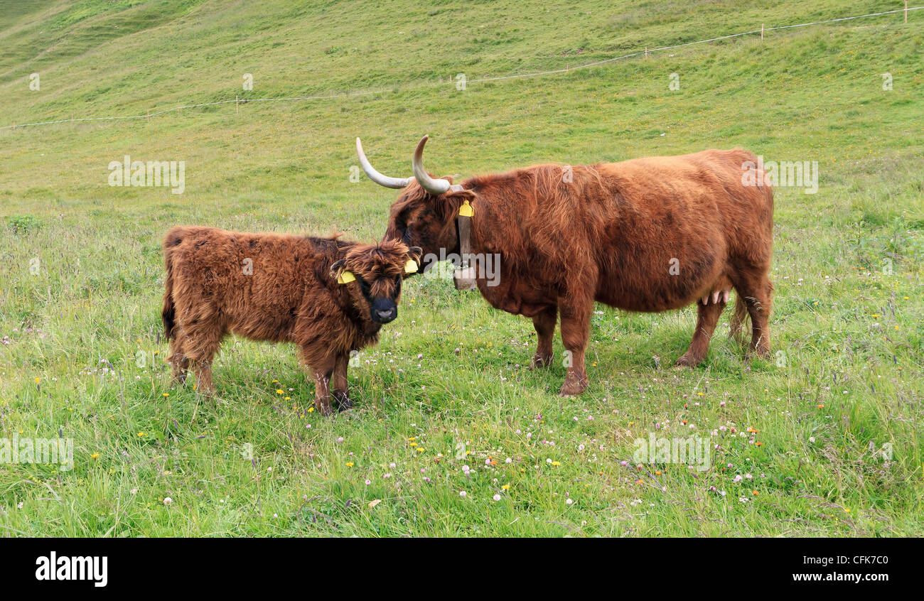 Small highland cattle -Fotos und -Bildmaterial in hoher Auflösung – Alamy