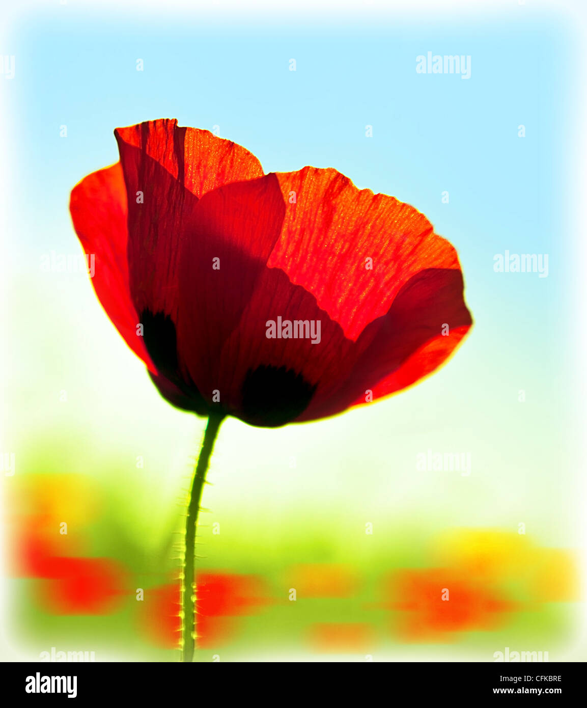 Blühende Mohnblume Stockfotos und -bilder Kaufen - Alamy