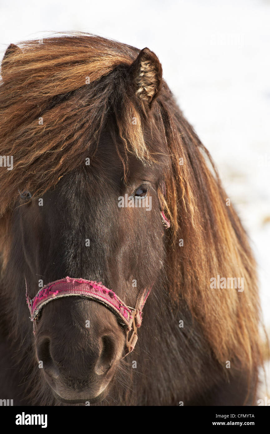 Dunkelbraunes pferd -Fotos und -Bildmaterial in hoher Auflösung – Alamy