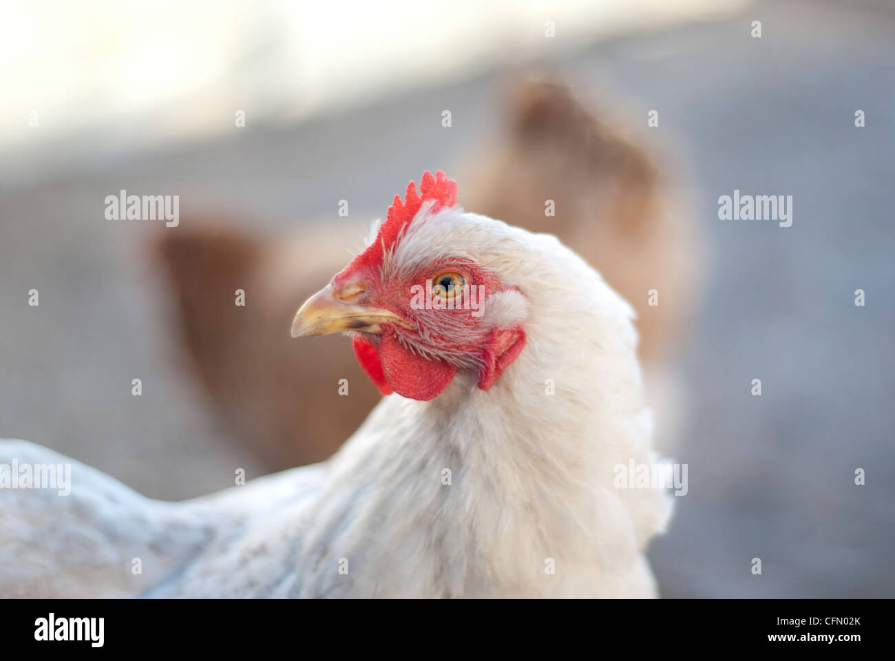 Rotes kammhuhn -Fotos und -Bildmaterial in hoher Auflösung – Alamy