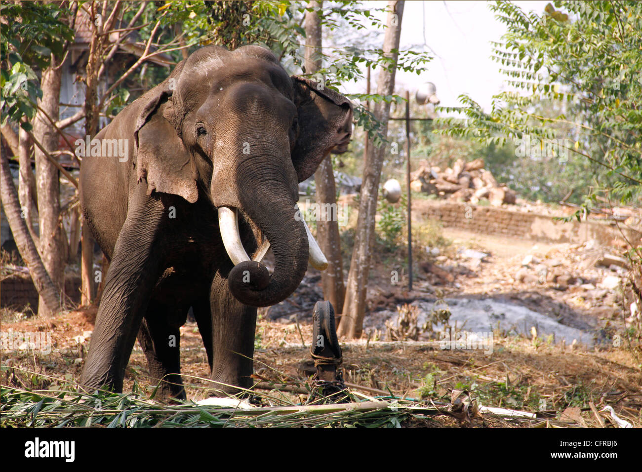 Wildes leben in kerala -Fotos und -Bildmaterial in hoher Auflösung – Alamy