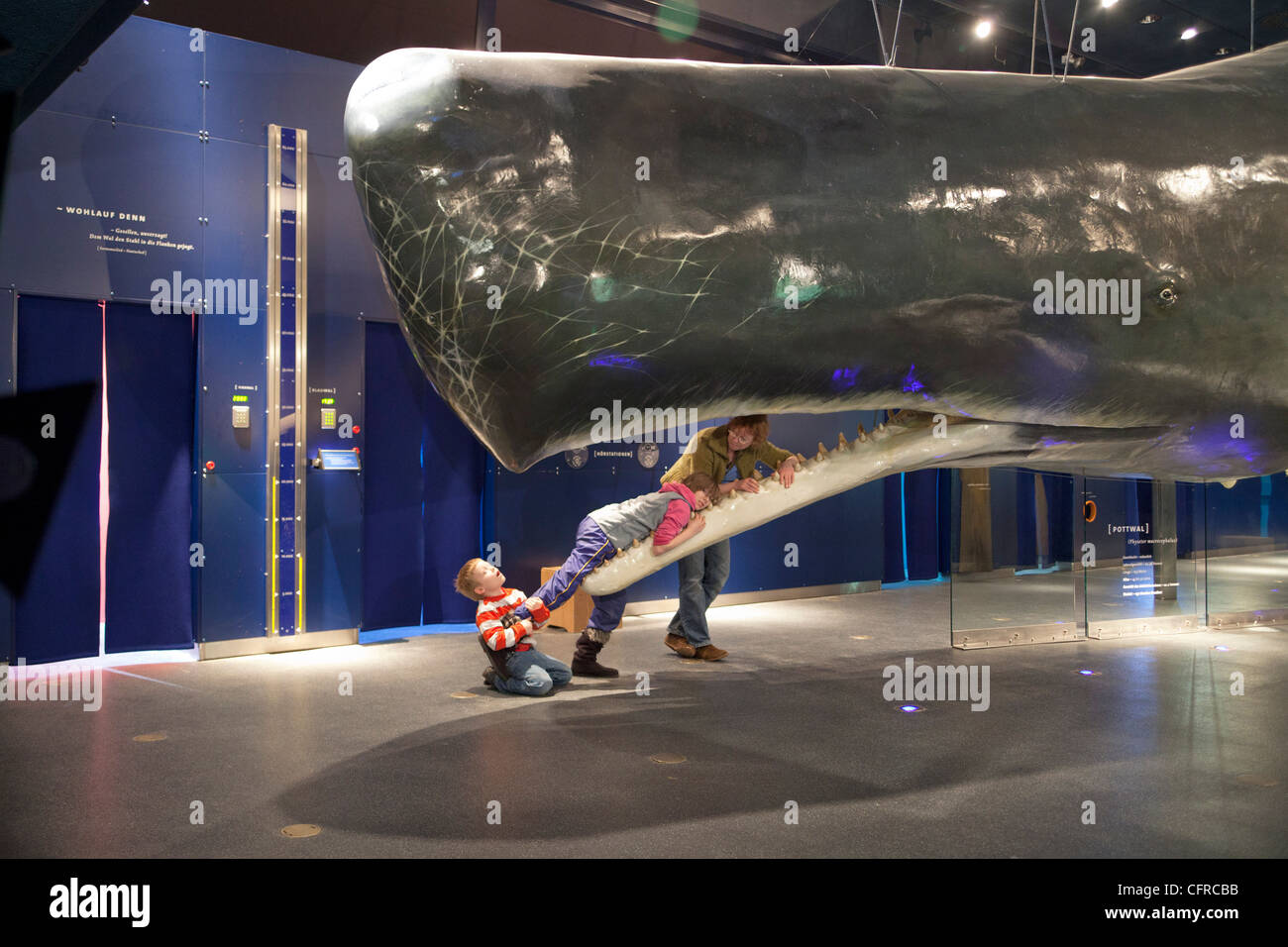 Wale im Multimar Wattforum, Tönning, Schleswig-Holstein, Deutschland ...