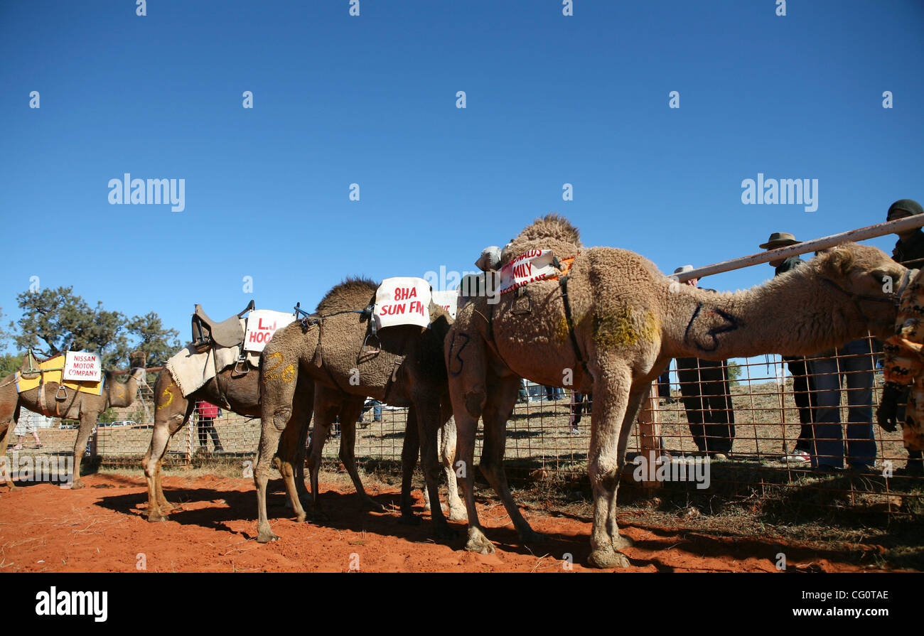Alice springs australia camel race -Fotos und -Bildmaterial in hoher ...