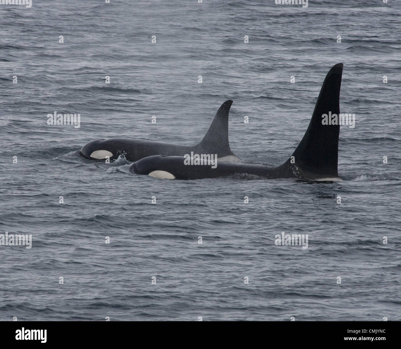 1. Juli 2012 - Alaska, schwimmt uns - einen erwachsenen männlichen Orca ...