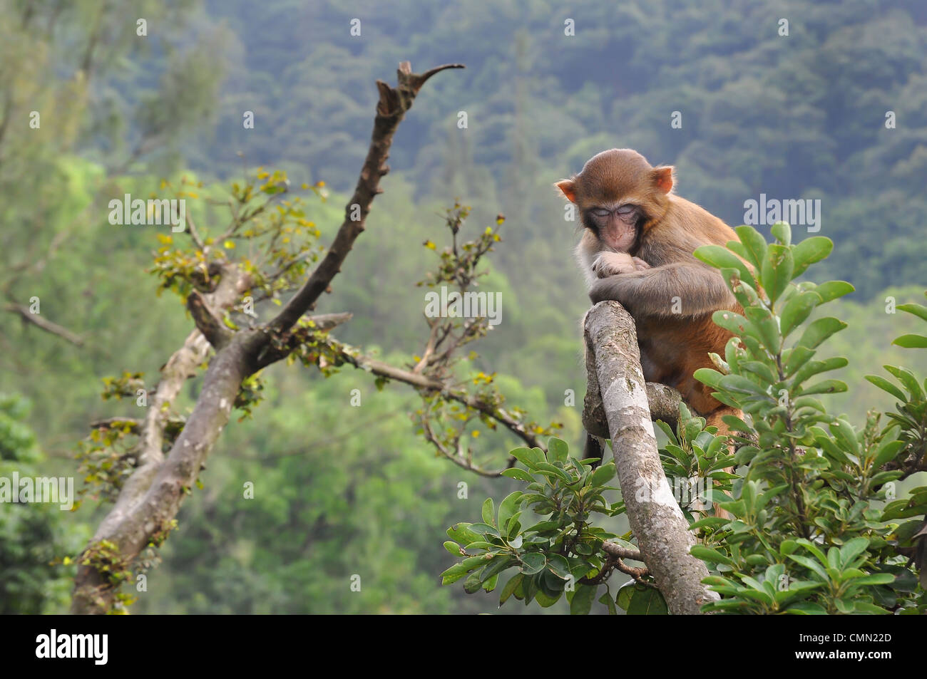 Rhesus affe -Fotos und -Bildmaterial in hoher Auflösung – Alamy