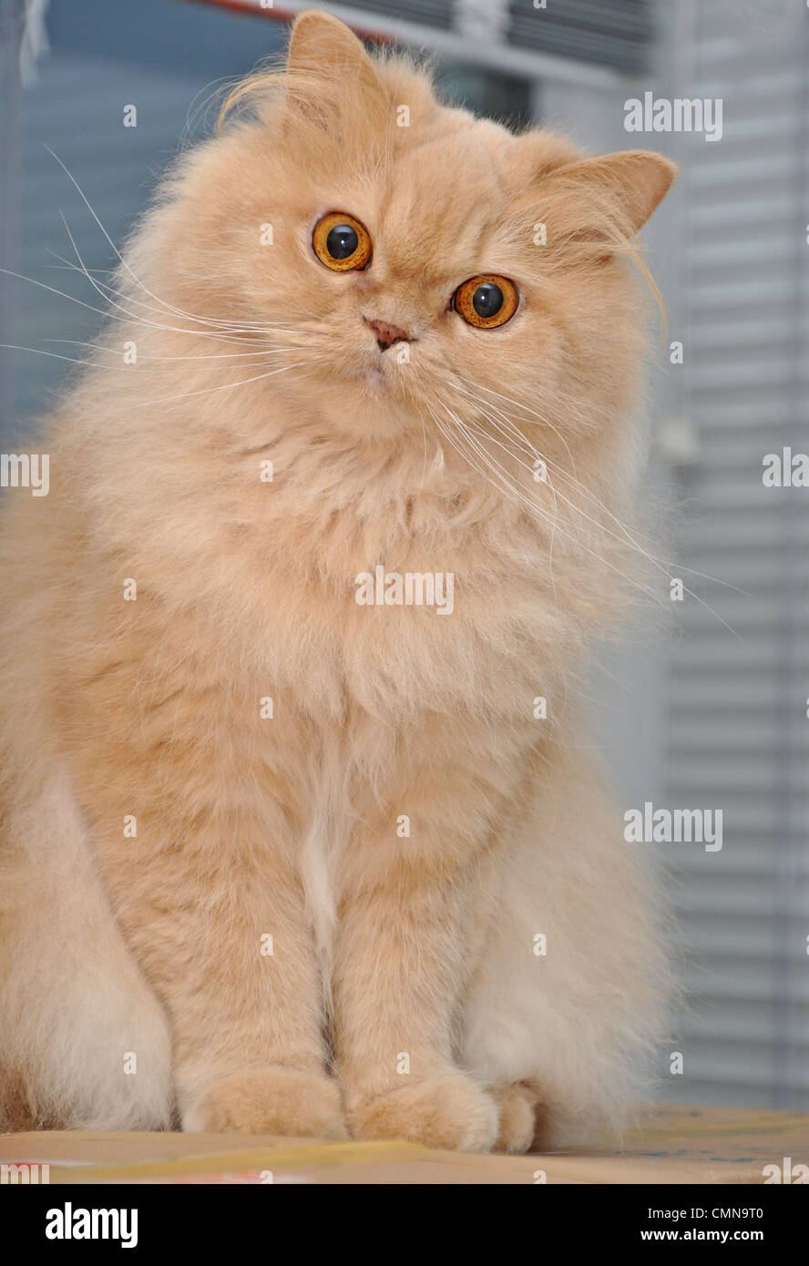 Persische katze -Fotos und -Bildmaterial in hoher Auflösung – Alamy