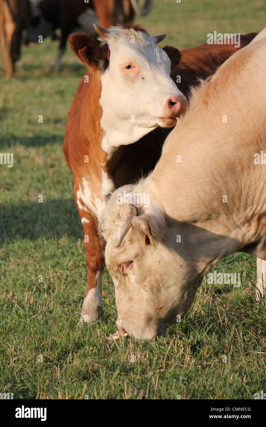 Ein junges Kalb neben seiner Mutter, ihren Kopf ganz in der Nähe, auf ...