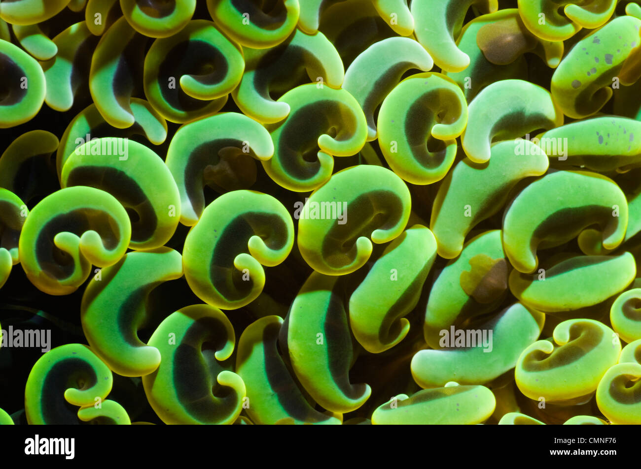 Korallenpolypen Feeder Stockfotos und -bilder Kaufen - Alamy