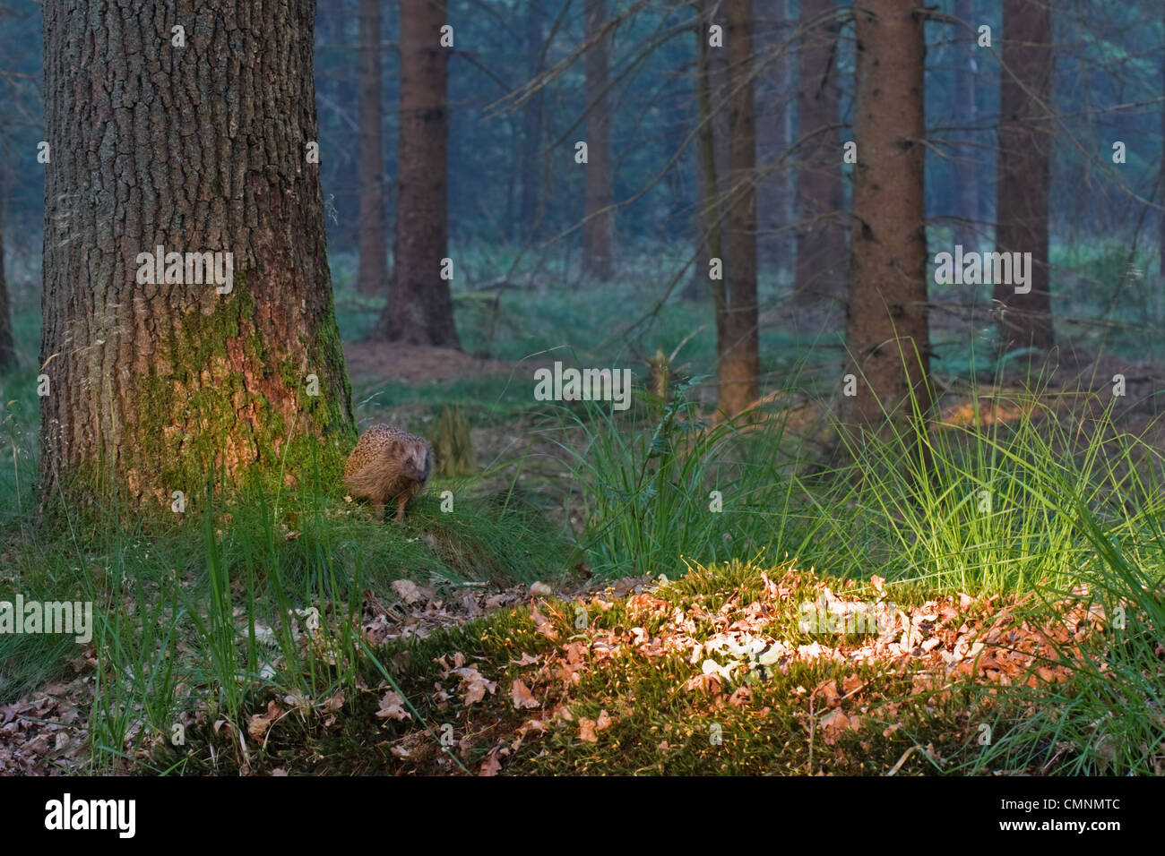 Igel wald -Fotos und -Bildmaterial in hoher Auflösung – Alamy