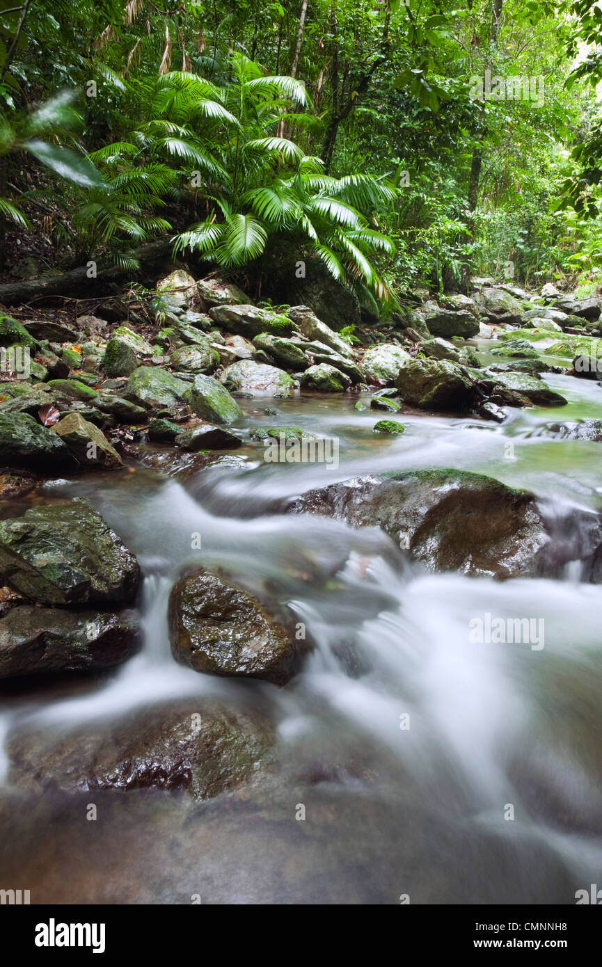 Australischer tropischer regenwald -Fotos und -Bildmaterial in hoher ...