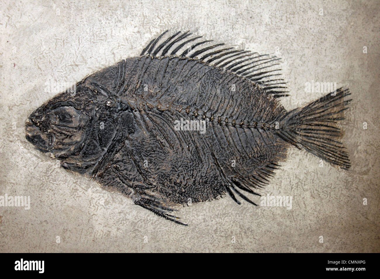 Fisch anatomie -Fotos und -Bildmaterial in hoher Auflösung – Alamy