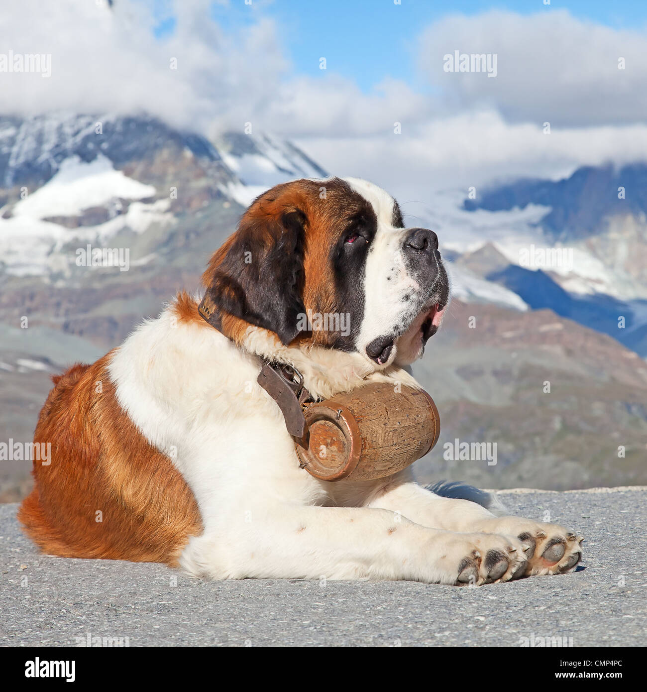 Zermatt st bernard dog -Fotos und -Bildmaterial in hoher Auflösung – Alamy