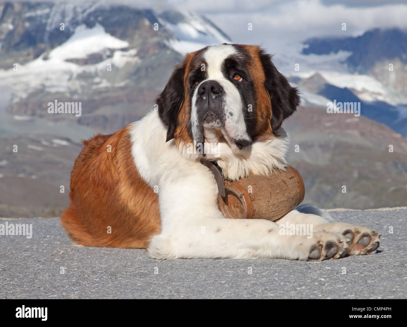 Bernard Dog Snow Stockfotos & Bernard Dog Snow Bilder - Seite 2 - Alamy