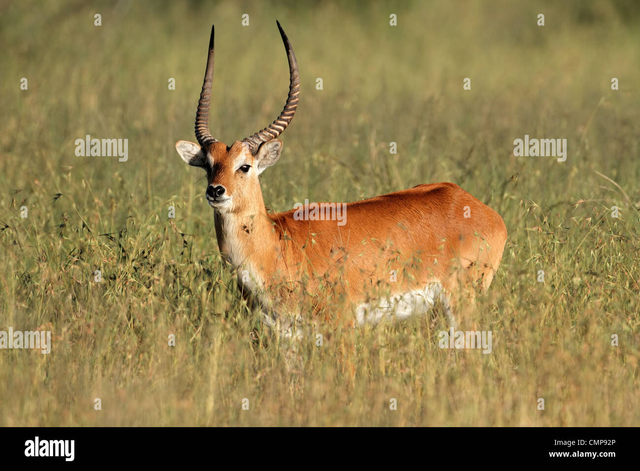 Eine männliche rote Lechwe-Antilopen (Kobus Leche), Südliches Afrika ...