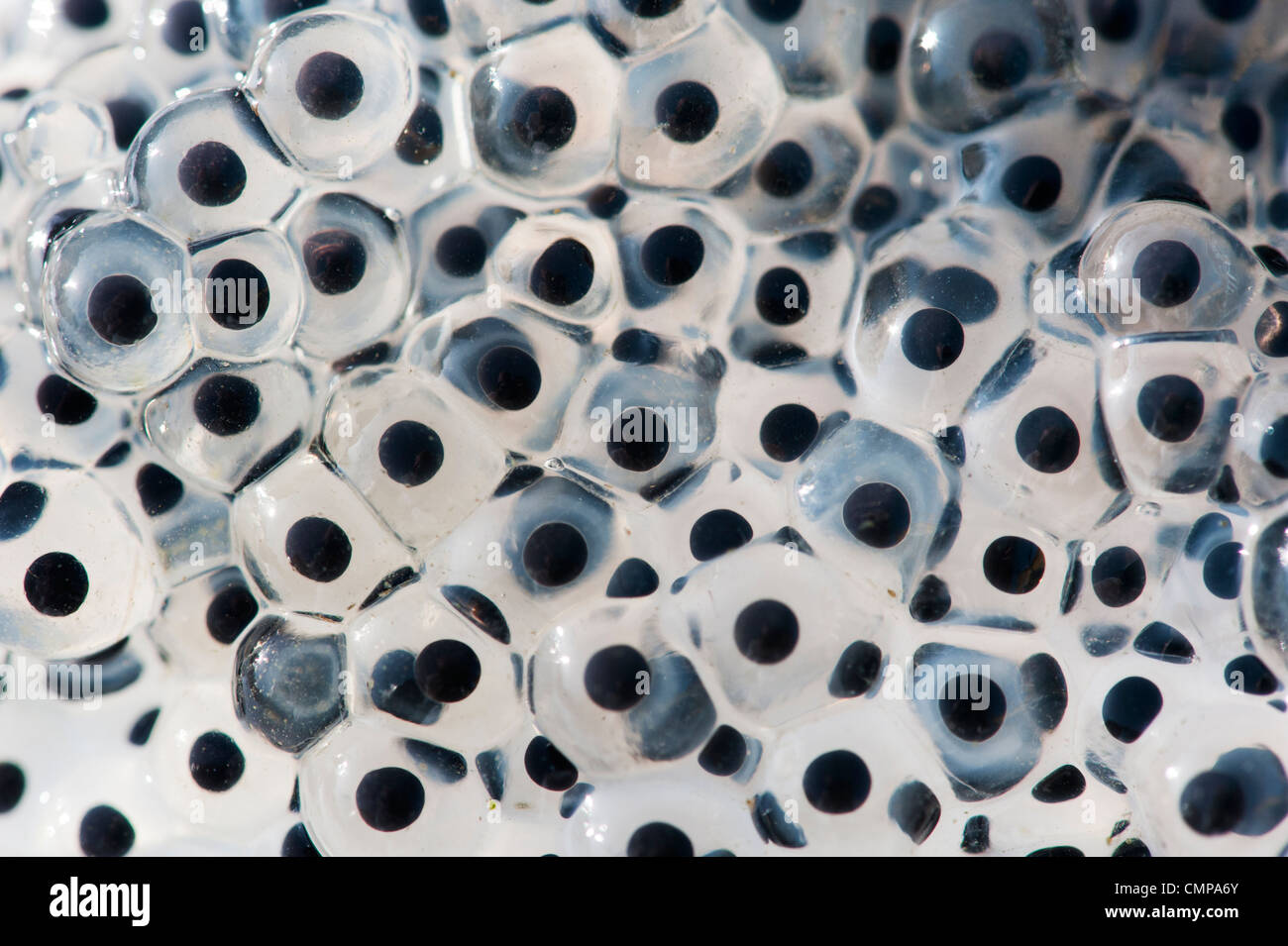 Frosch-Laich vor einem weißen Hintergrund Stockfotografie - Alamy