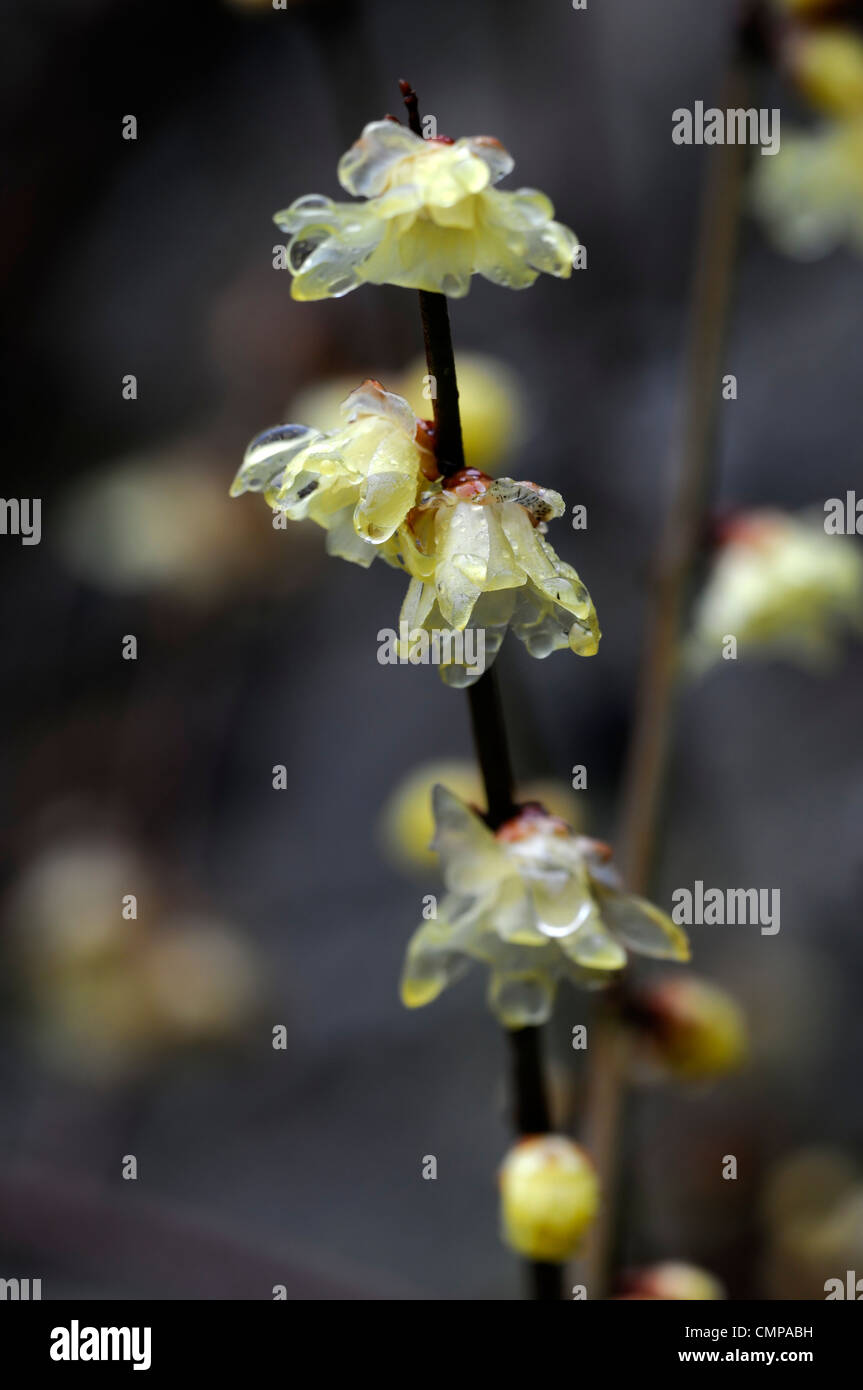 Verwunderlich Gelb Blute Strauch Bilder