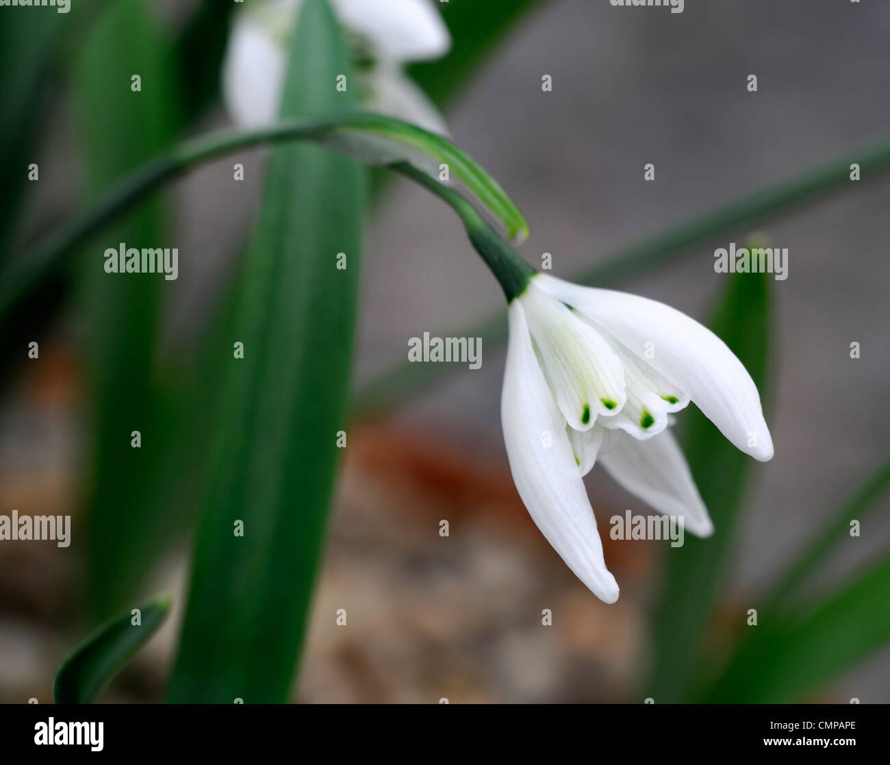 Blume Weisse Blute