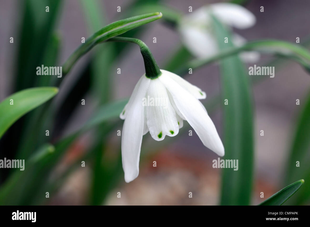 Blume Weisse Blute