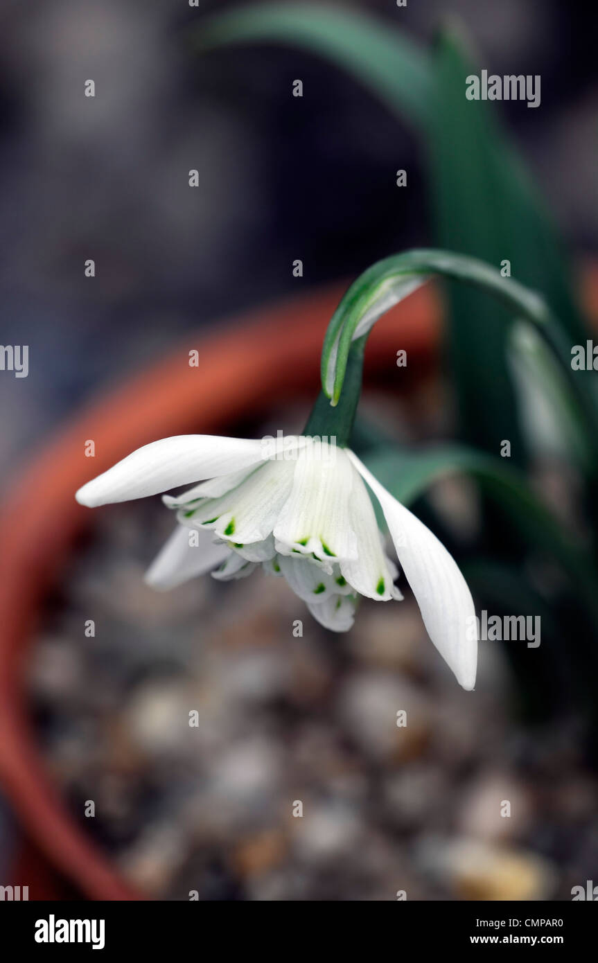 Blume Weisse Blute