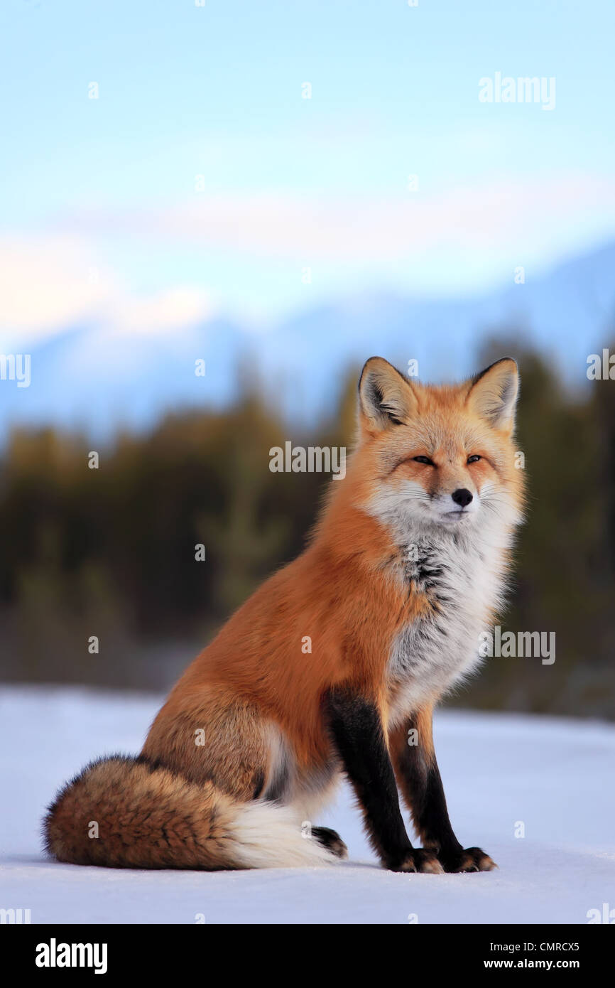 Red fox in snow yukon -Fotos und -Bildmaterial in hoher Auflösung – Alamy