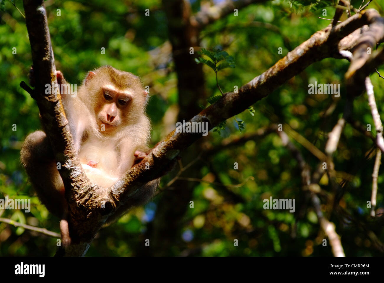Affe sitzt auf baum -Fotos und -Bildmaterial in hoher Auflösung – Alamy