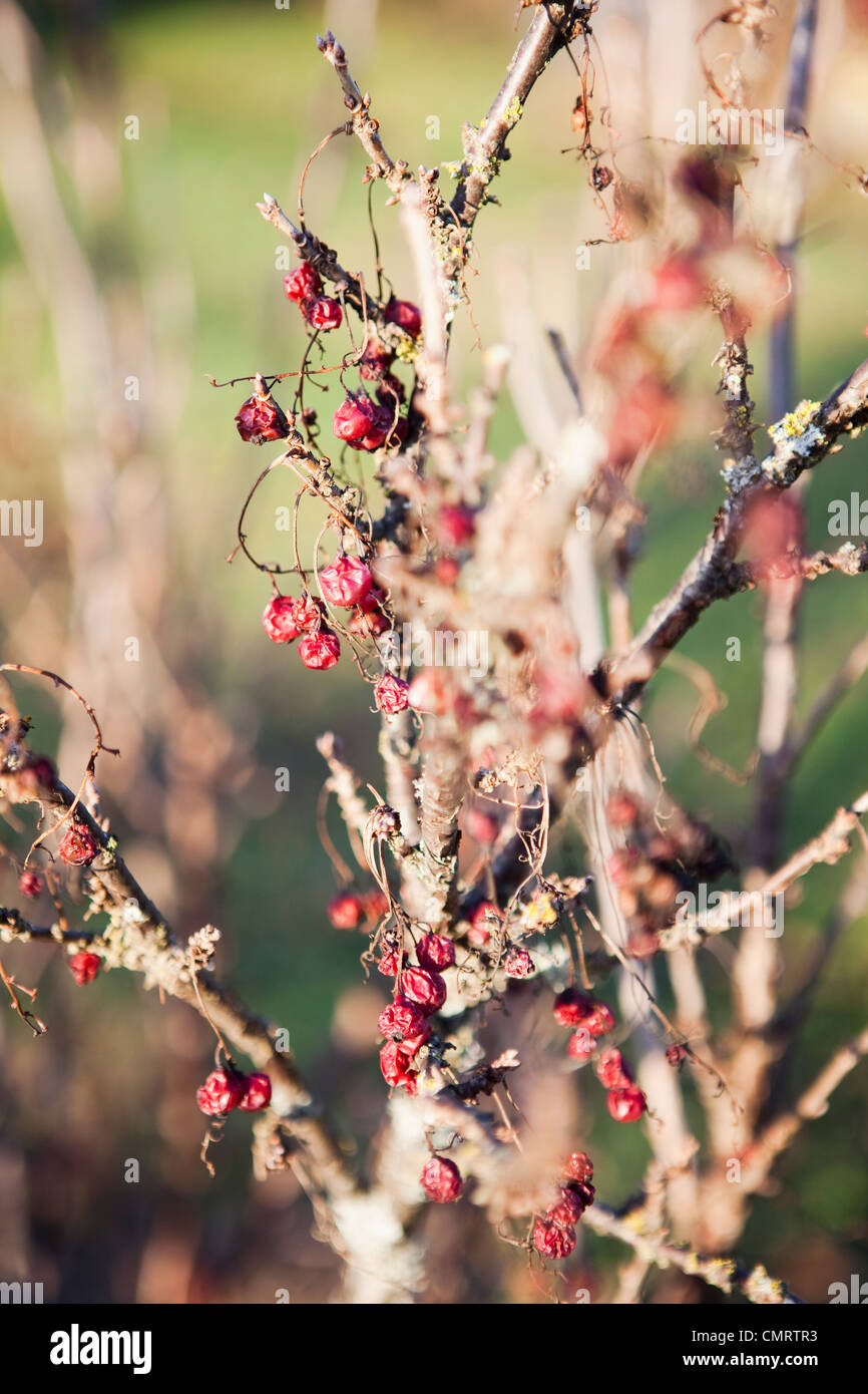 Verwelkte beeren -Fotos und -Bildmaterial in hoher Auflösung – Alamy